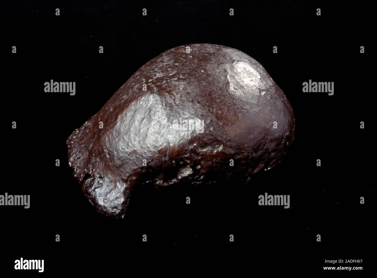 Java man cranium. Fossilised cranium of the skull of Java man (Homo ...