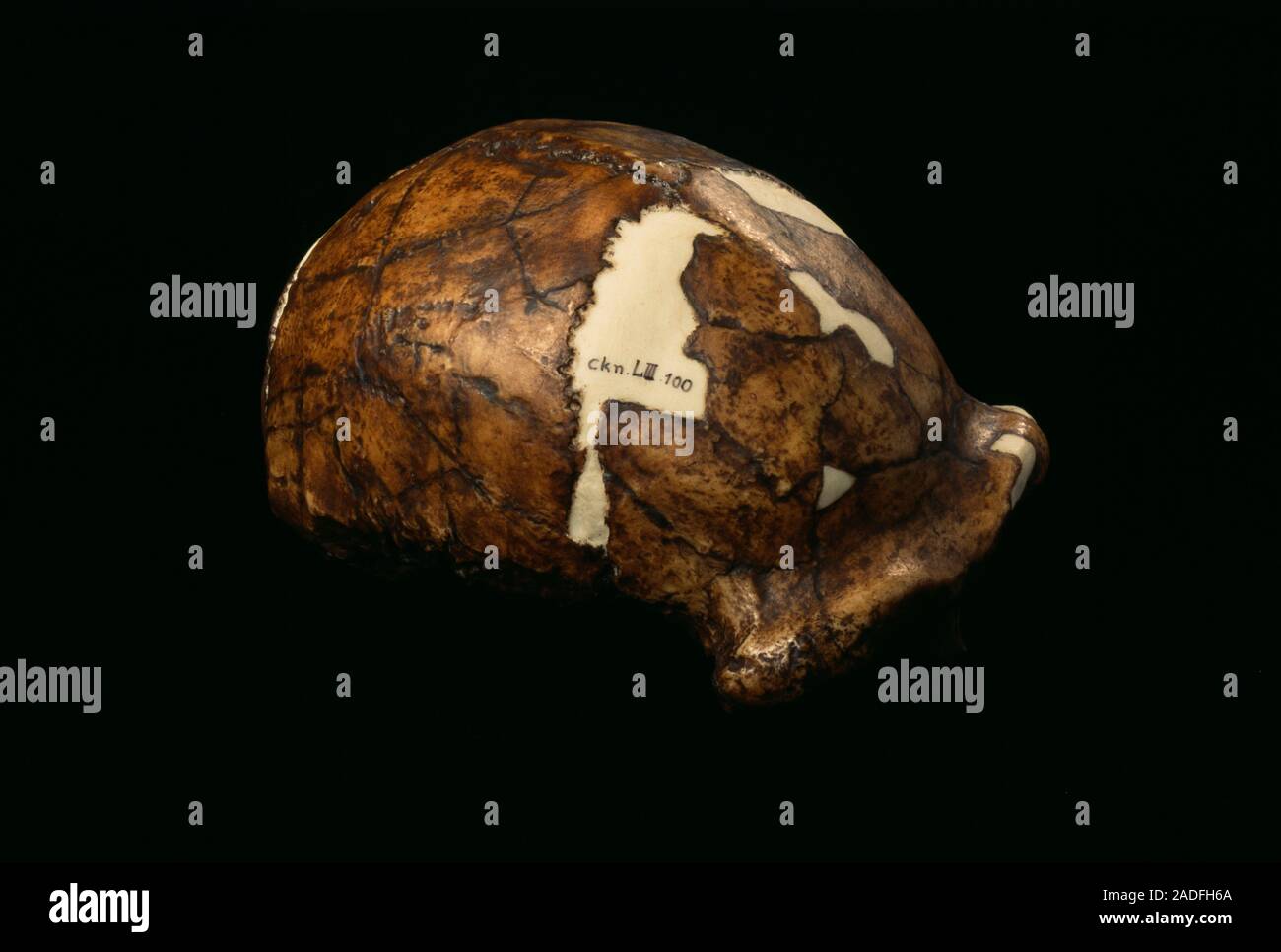 Peking man skull cap. Fossilised cranium from the skull of Peking man ...