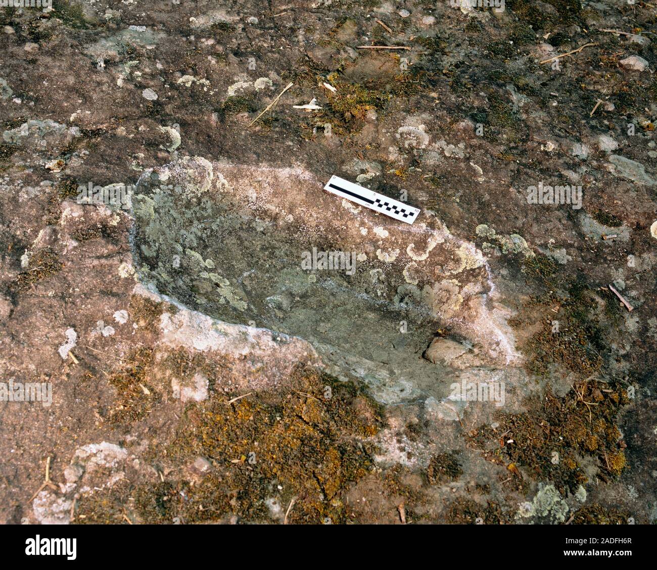 Homo erectus footprint. Fossilized footprint in solidified lava of the ...