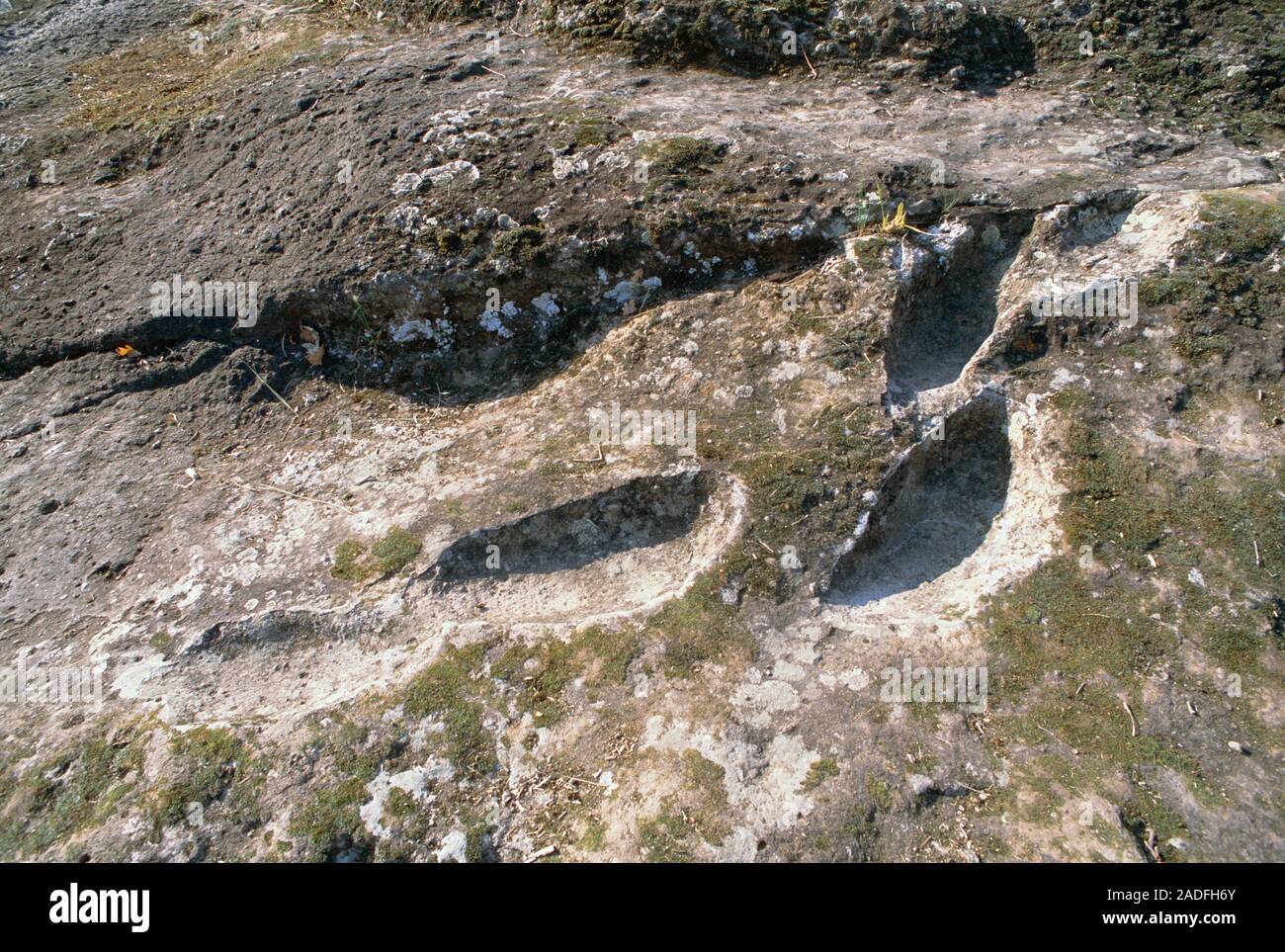Homo erectus footprints. Fossilized footprints in solidified lava of ...