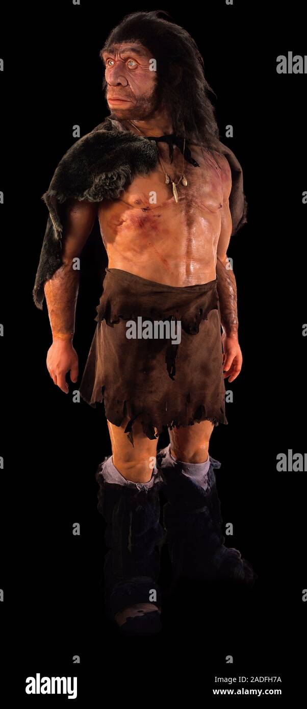 Neanderthal man. Model of a Neanderthal man (Homo neanderthalensis ...