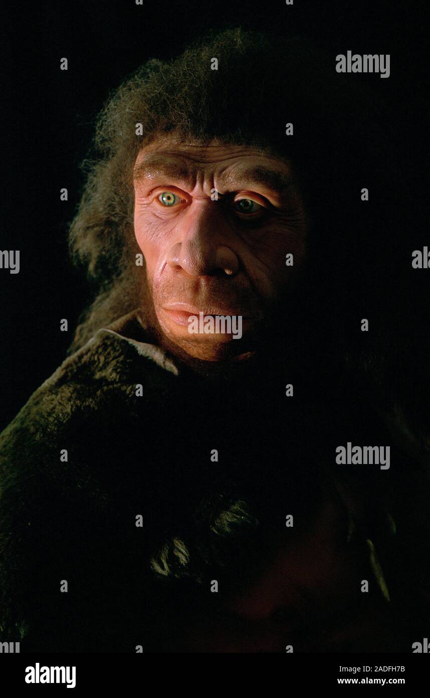 Neanderthal man. Model of a Neanderthal man (Homo neanderthalensis ...