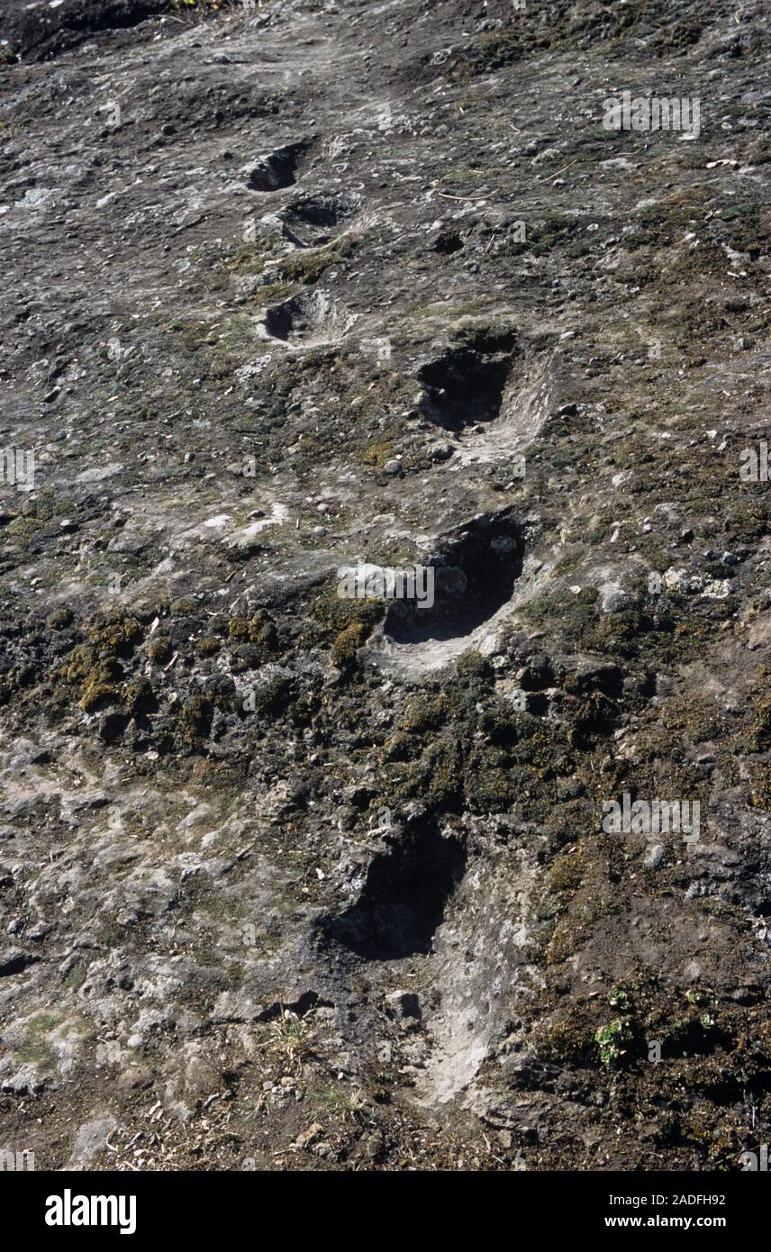 Early human footprints. Fossilized footprints in volcanic rock on the ...