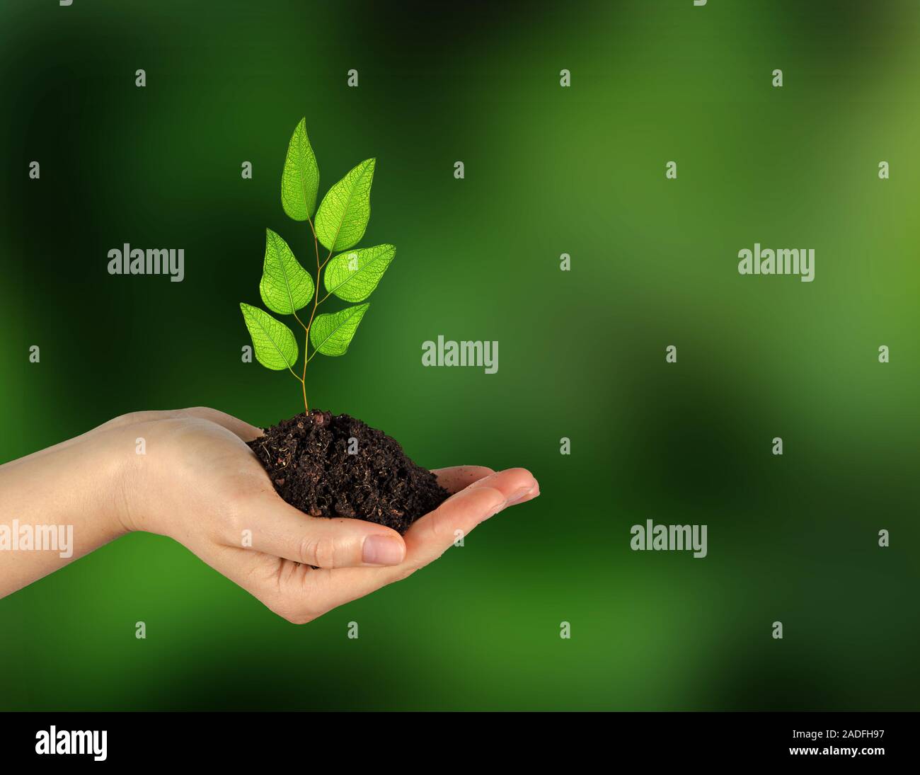Sapling in hand Stock Photo - Alamy