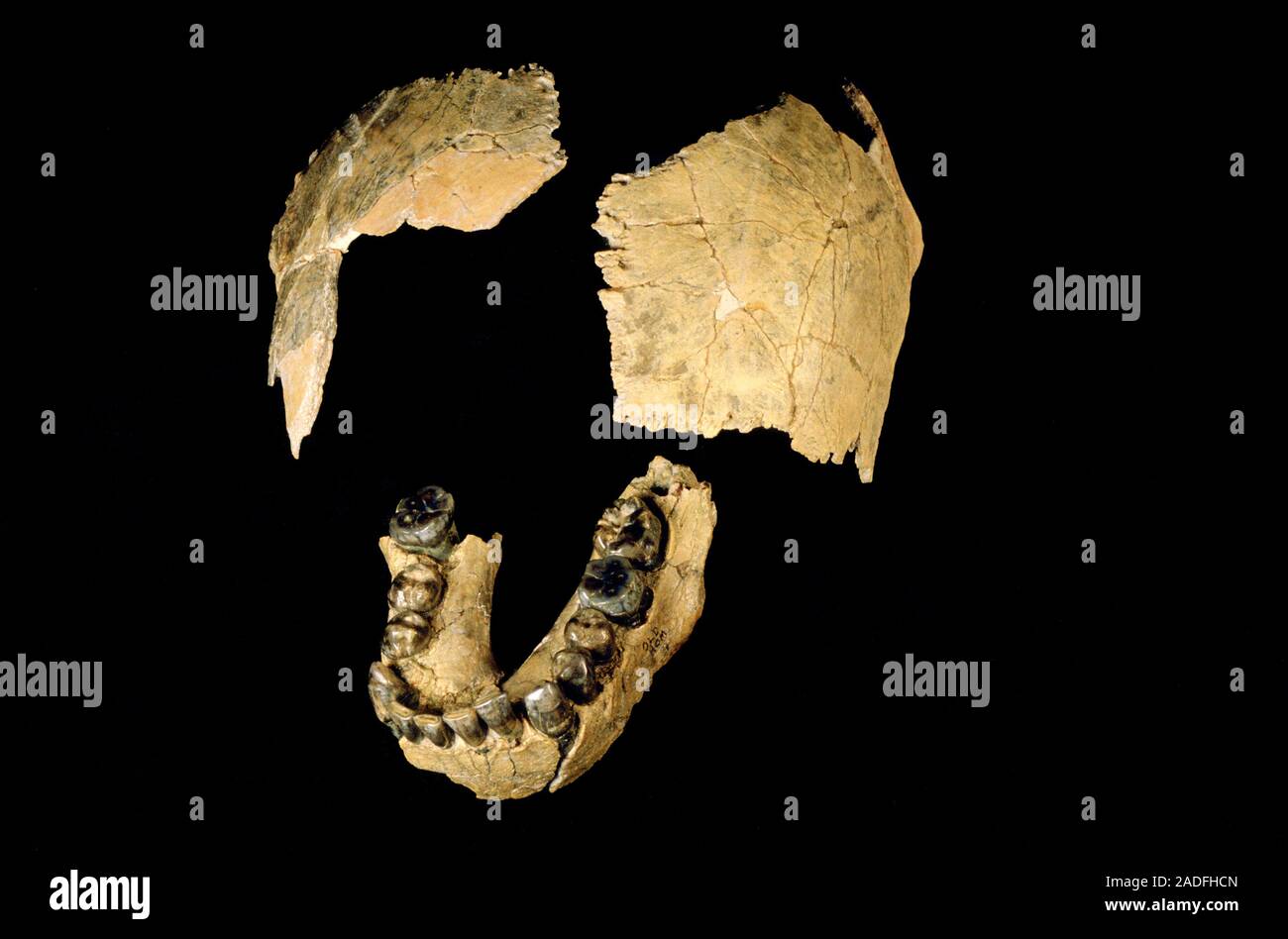 Homo habilis skull bones. These parietal (cranial) bones and mandible ...