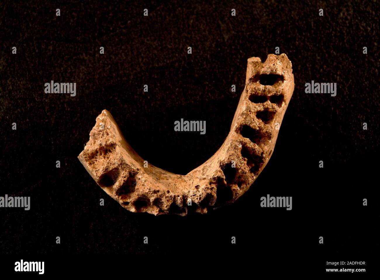 Neanderthal jaw (Homo neanderthalensis). Neanderthals were relatives of ...