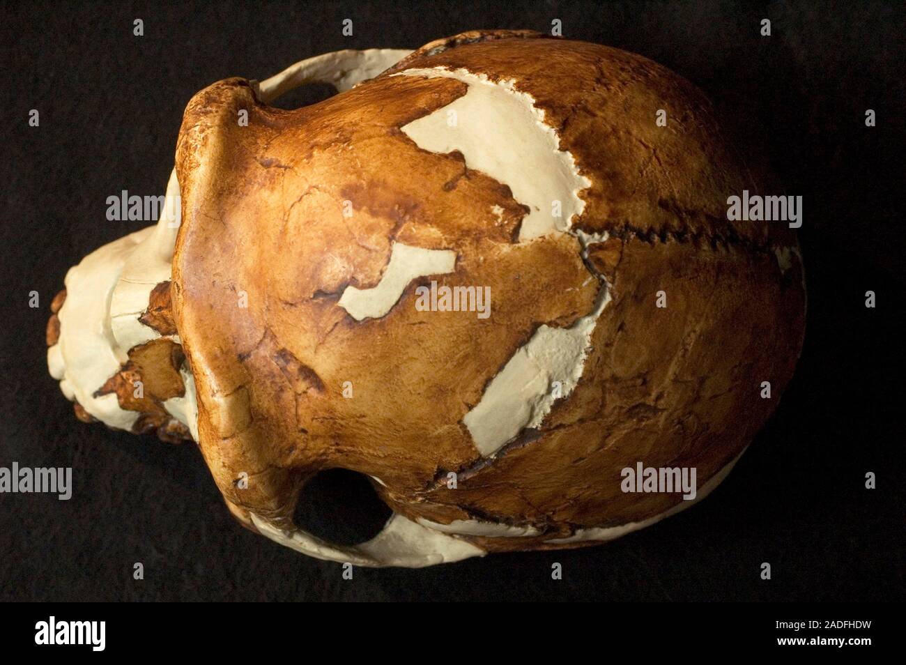 Peking man skull, top view. Moulding of the fossilised skull of the ...