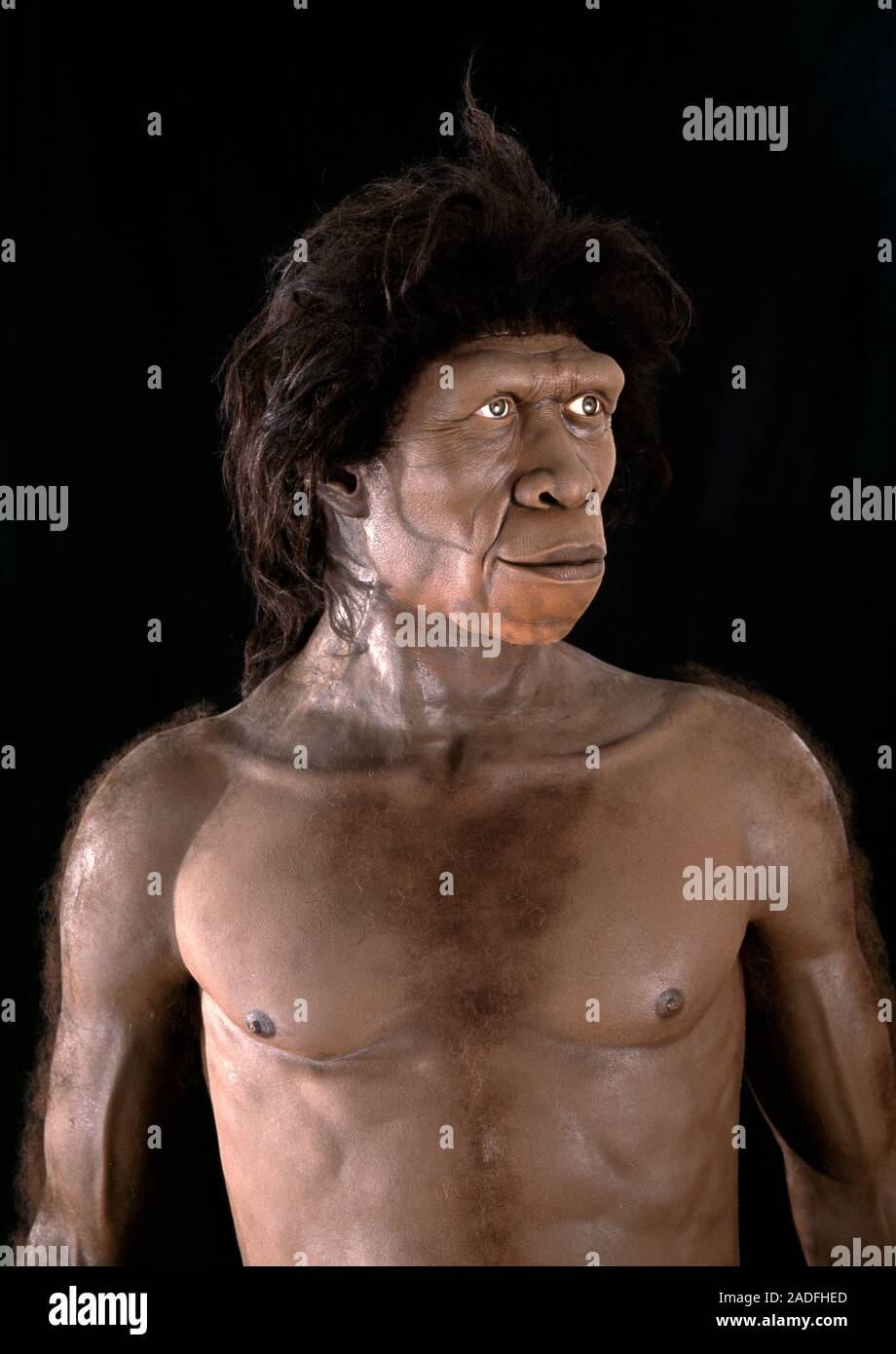 Homo ergaster. Model of a male Homo ergaster. H. ergaster was a hominid ...
