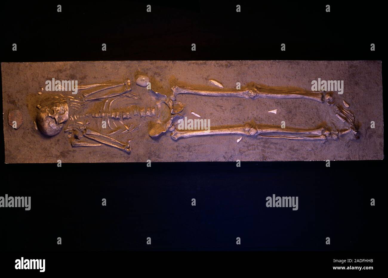Stone age burial remains. Fossilised remains of a stone age ...