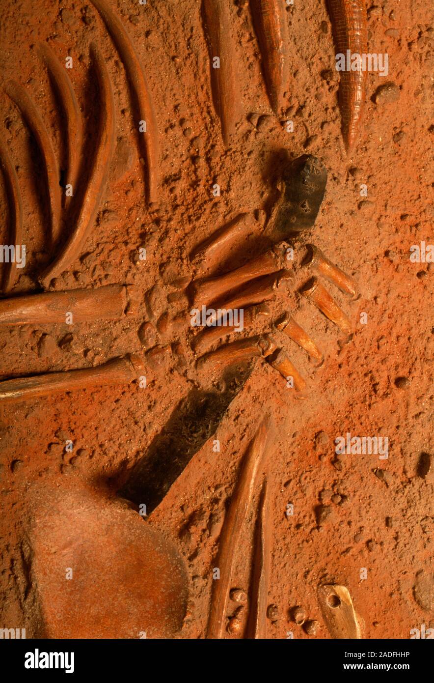 Stone age burial remains. Fossilised hand from a stone age ...