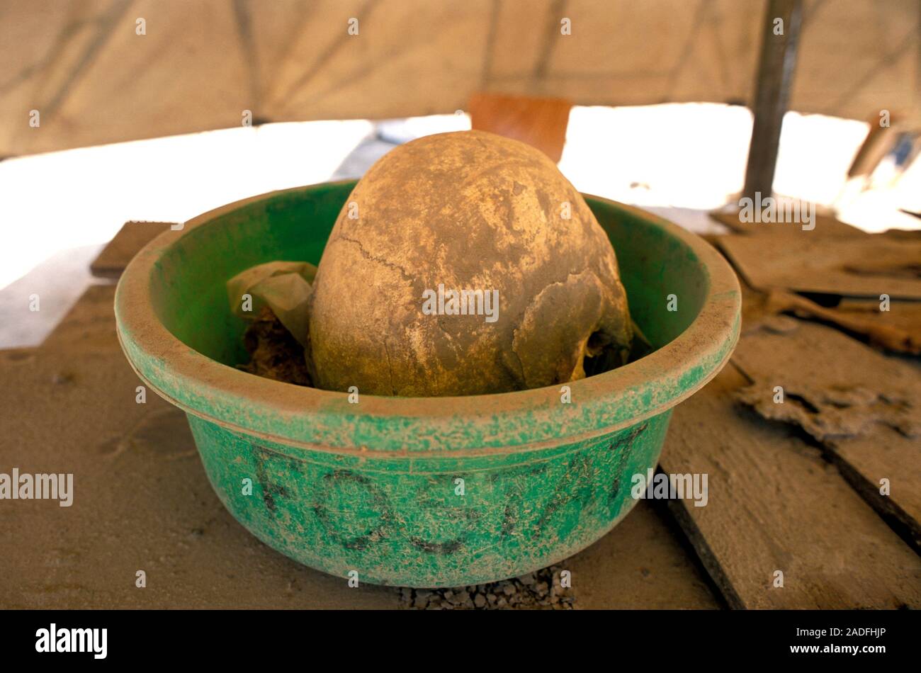 Skull from Al-Fustat, Egypt. This skull was excavated from the Al ...
