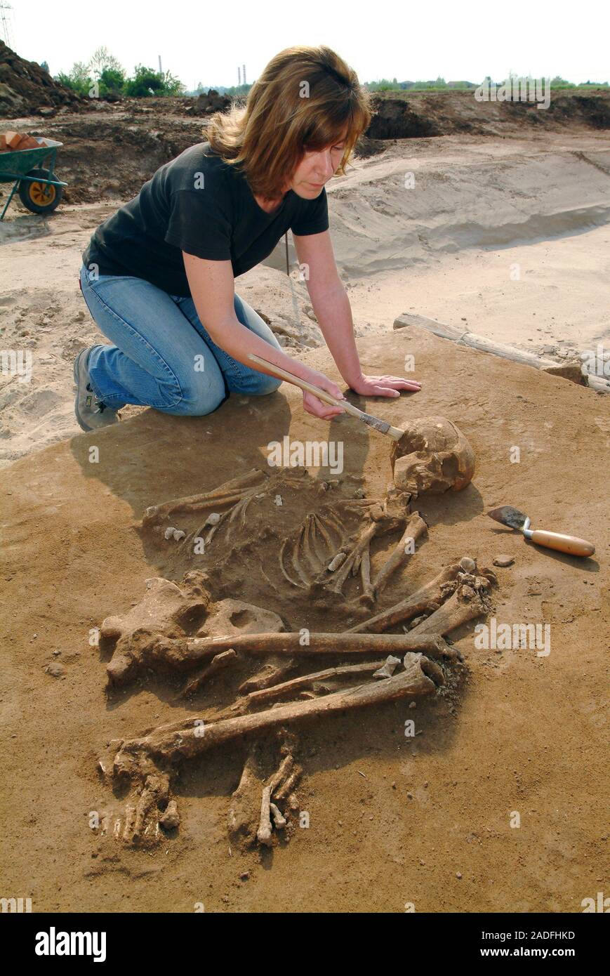 Excavating a prehistoric skeleton. Archaeologist clearing the rock ...