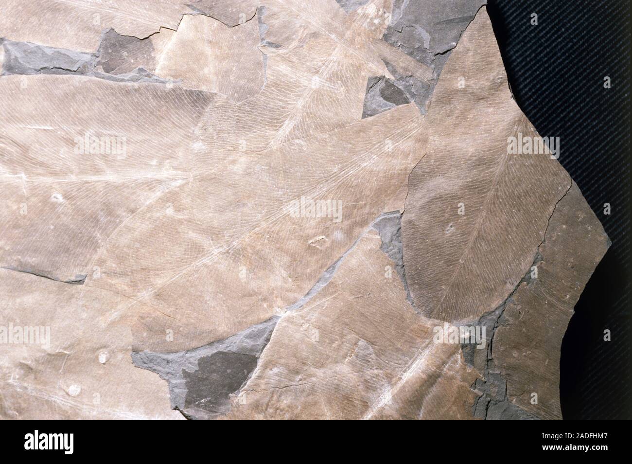 Leaf of the fossil plant Glossopteris, a typical genus of the Permian ...