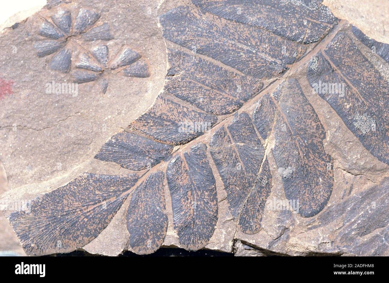 Fossil leaves of Neuropteris, a genus created to account for a type of ...