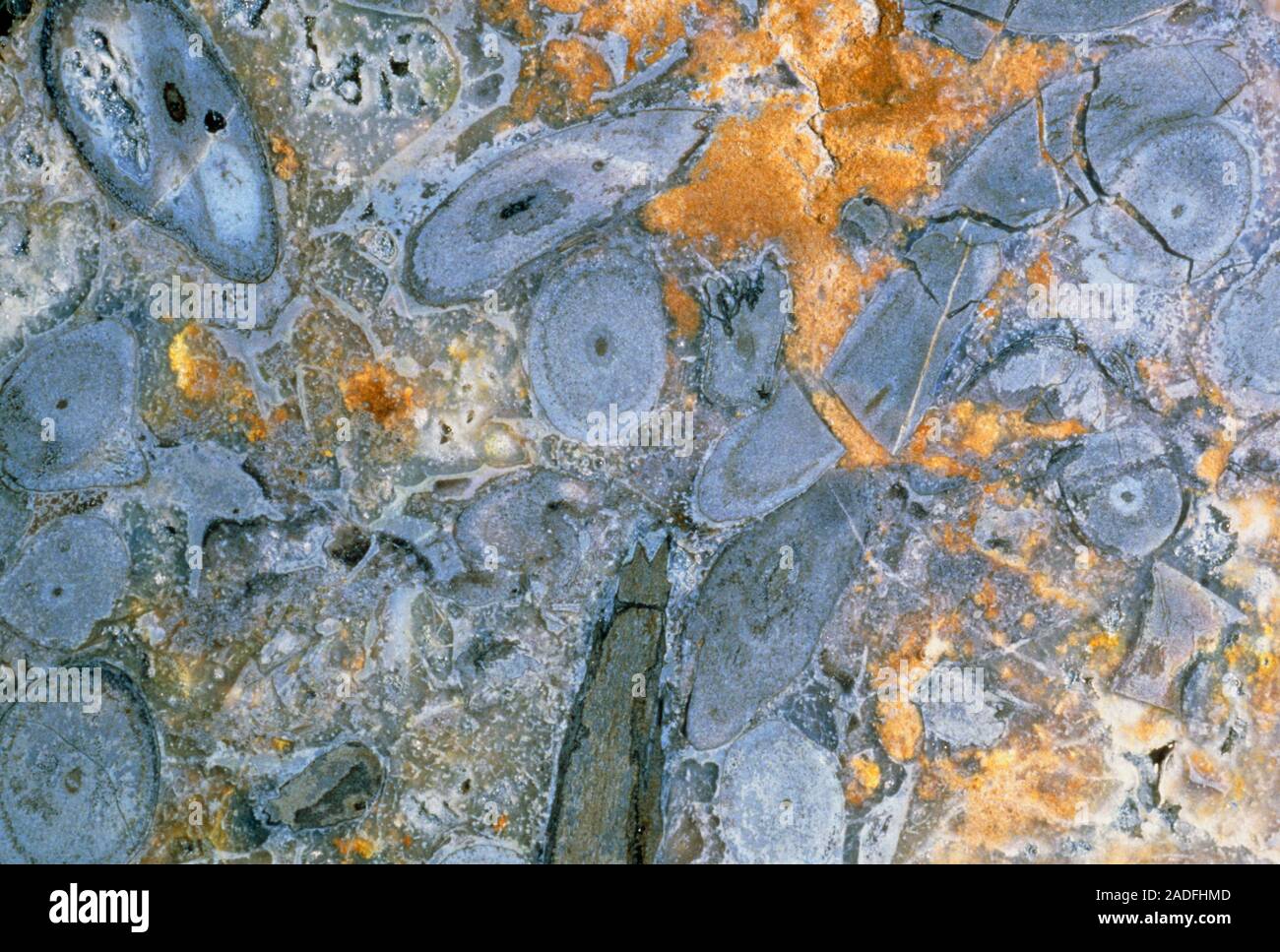 Section through Rhynie chert, a siliceous rock found in Scotland ...