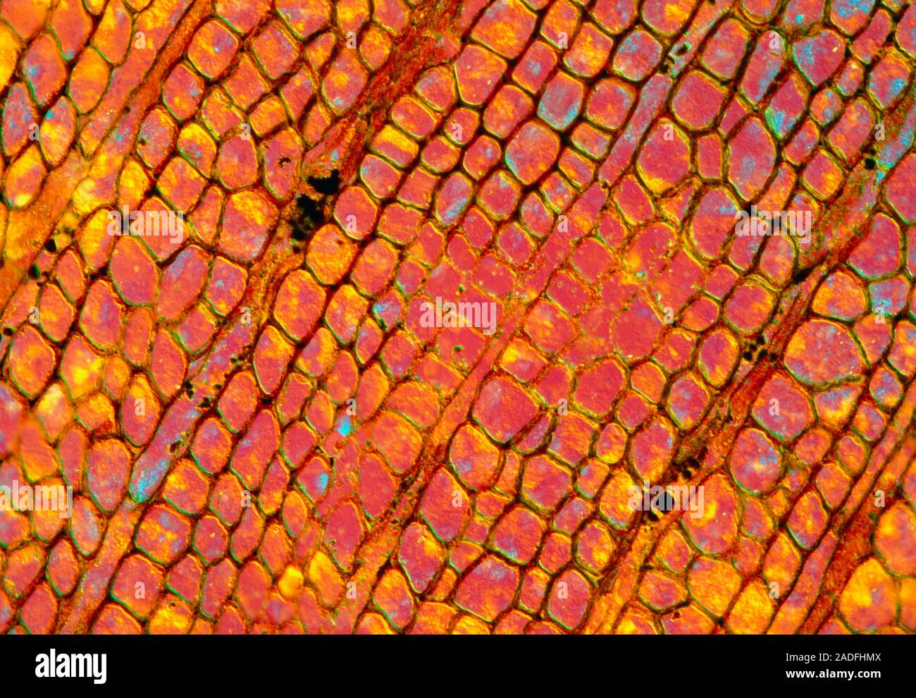 Light micrograph (transverse section) of fossil wood from one of the ...