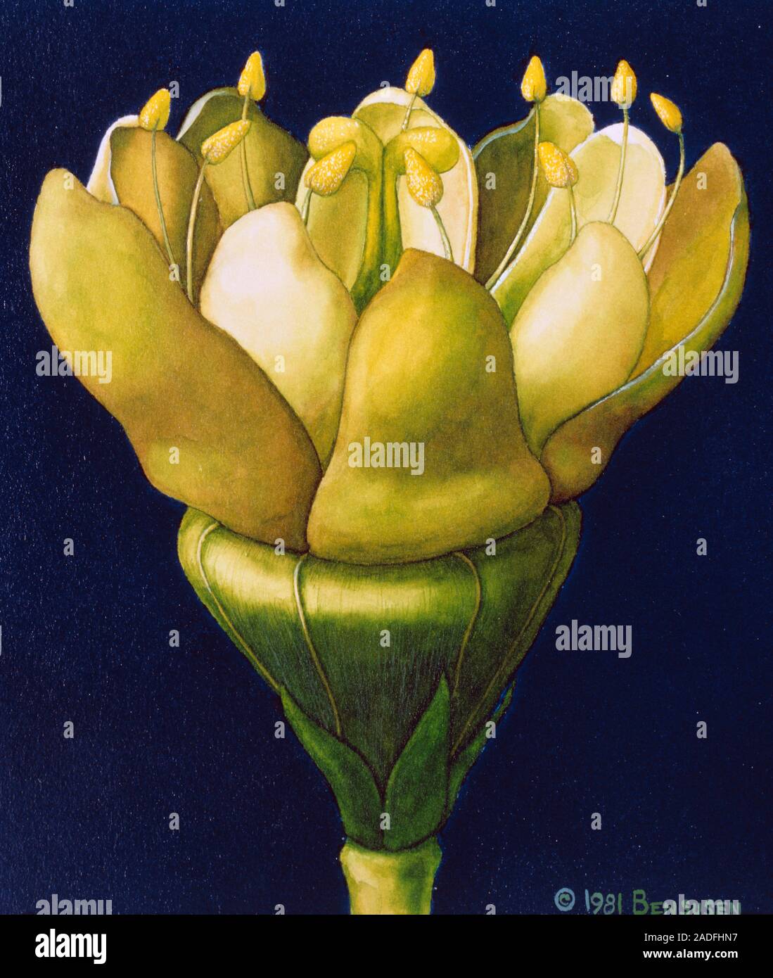 Illustrated reconstruction of a fossilised angiosperm or flowering ...