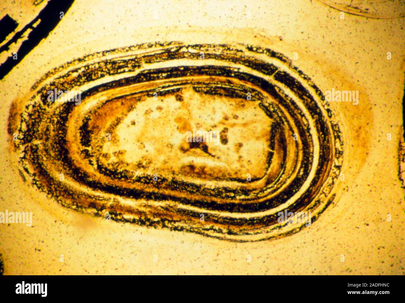 Light micrograph of a rock thin section of Gunflint cherts from Ontario ...