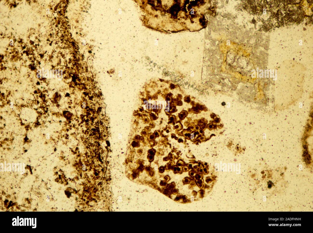 Light micrograph of a rock thin section of Gunflint cherts from Ontario ...