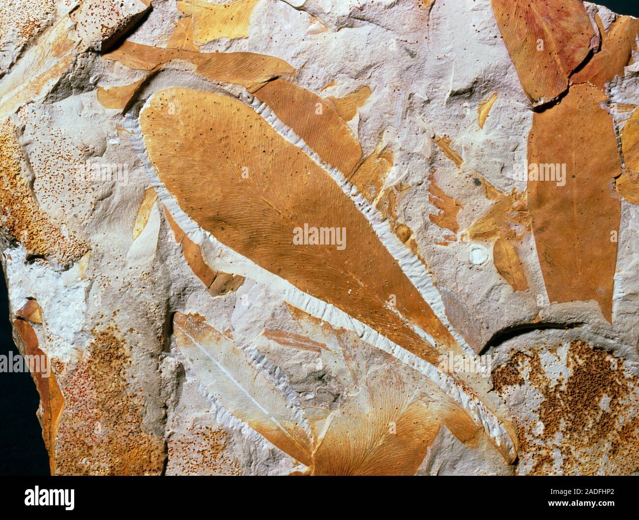 A leaf of the fossil seed-fern Glossopteris sp., a plant associated ...