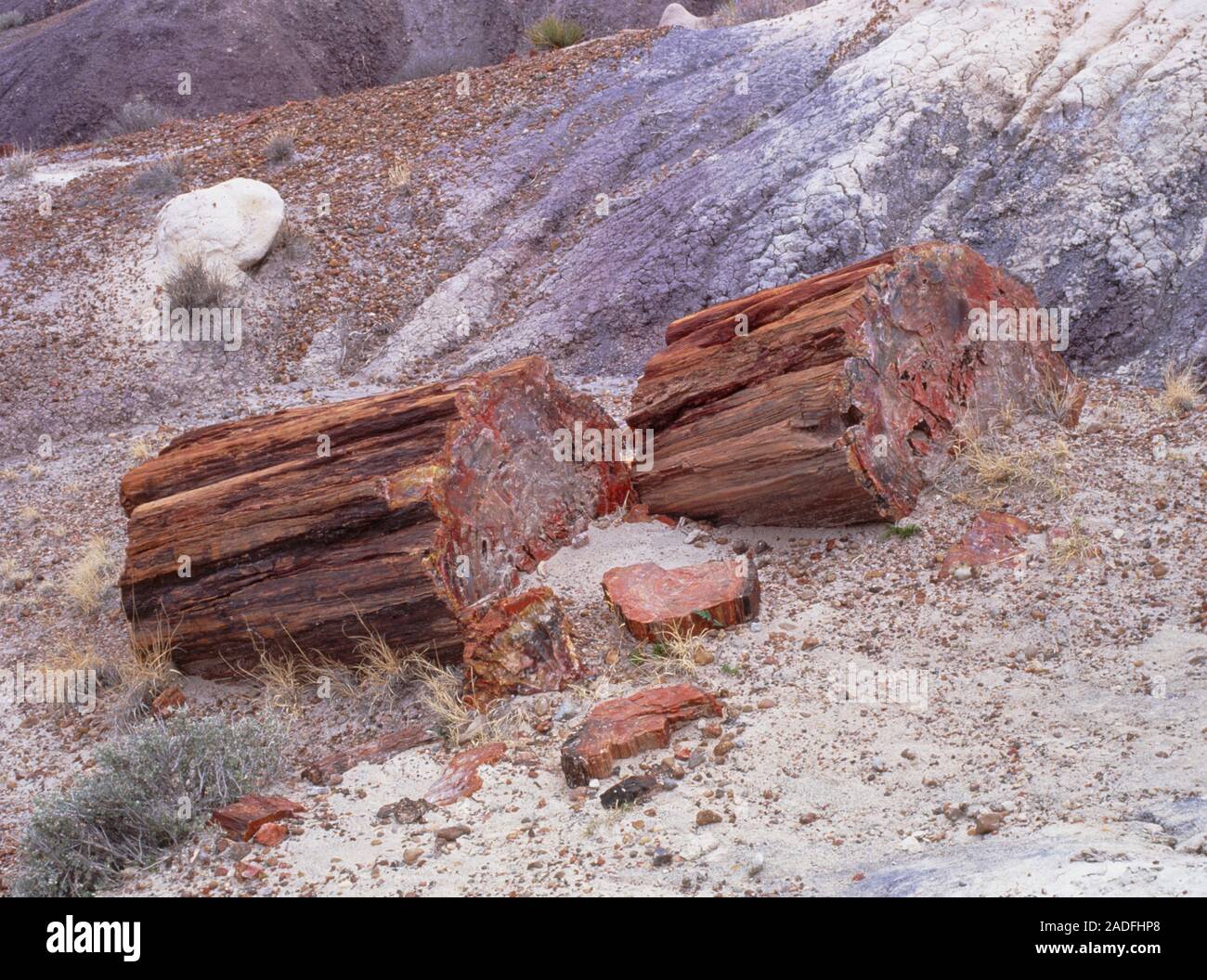 Petrified trees. Fossilised remains of trees in the Petrified Forest ...