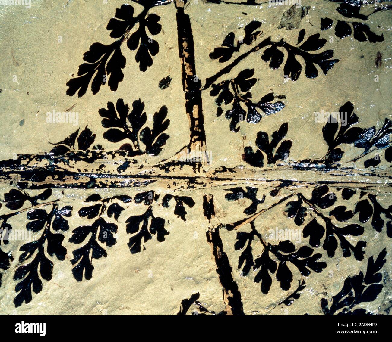 Fern fossil. View of the fossilised leaves and stem of the extinct fern ...