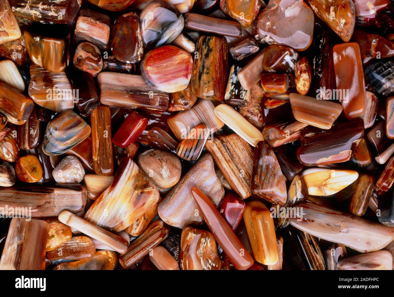 Petrified wood. A collection of polished pebbles of petrified ...