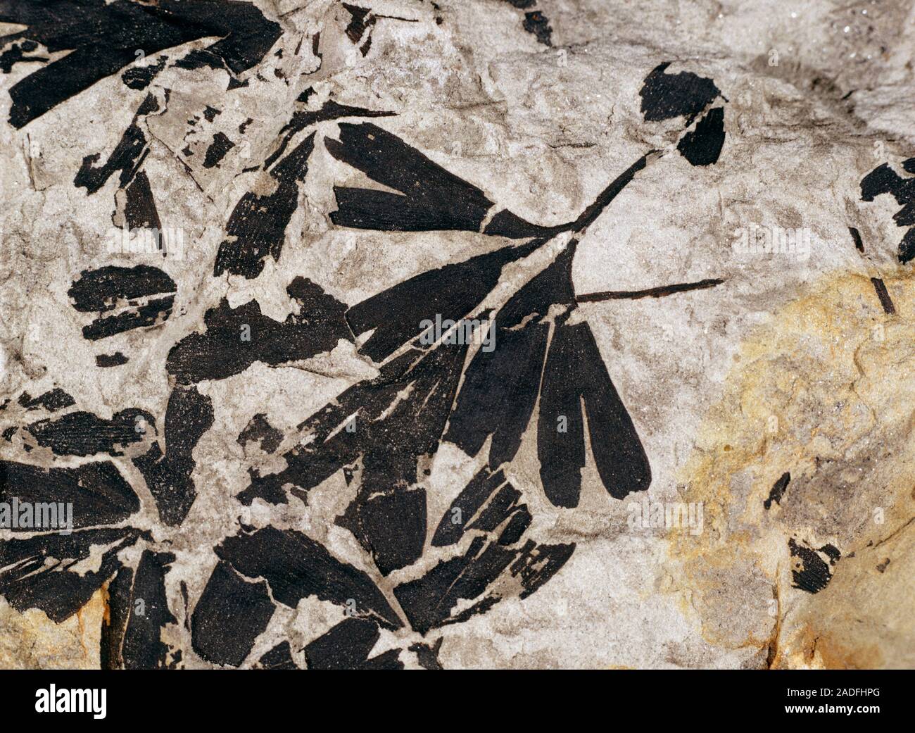 Ginkgo fossil. Specimen of fossilized leaves of the Ginkgo tree (Ginkgo ...
