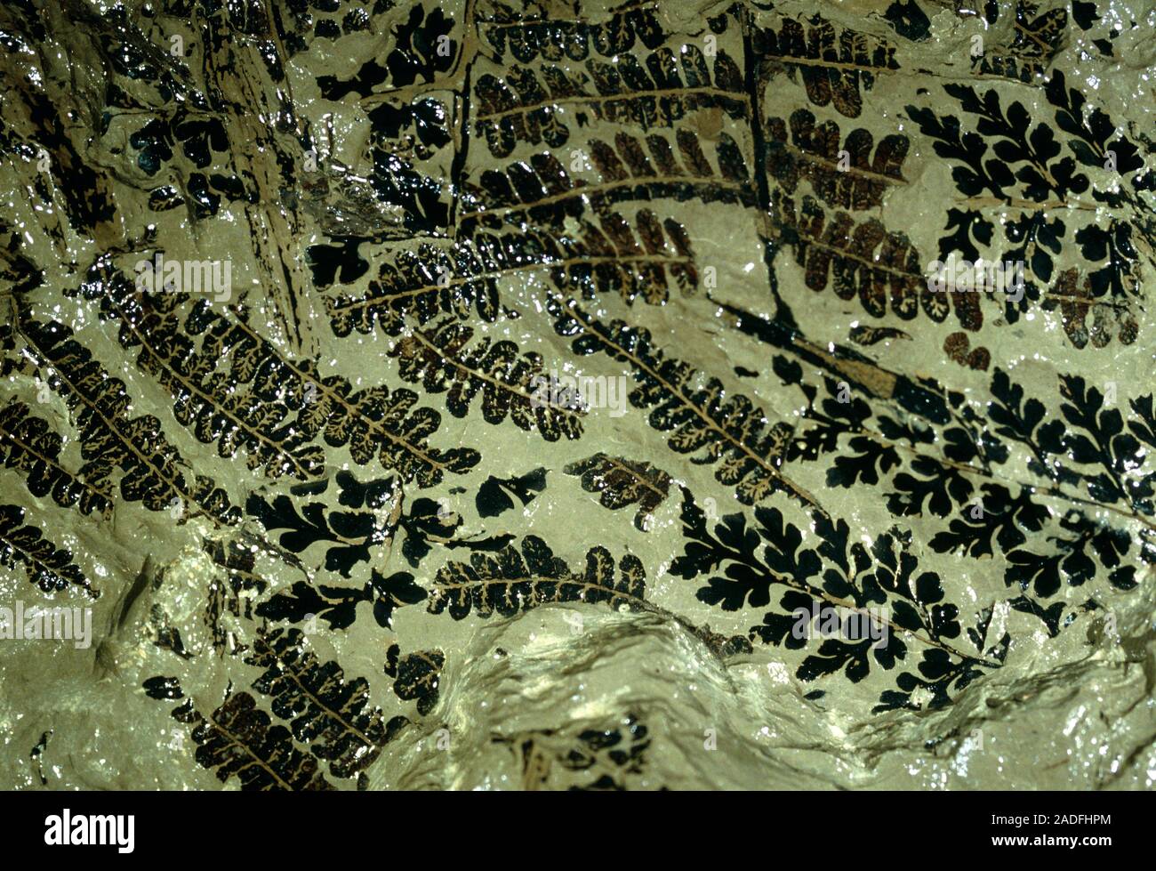 Fossil ferns. Fossilised leaves of two types of fern from the ...
