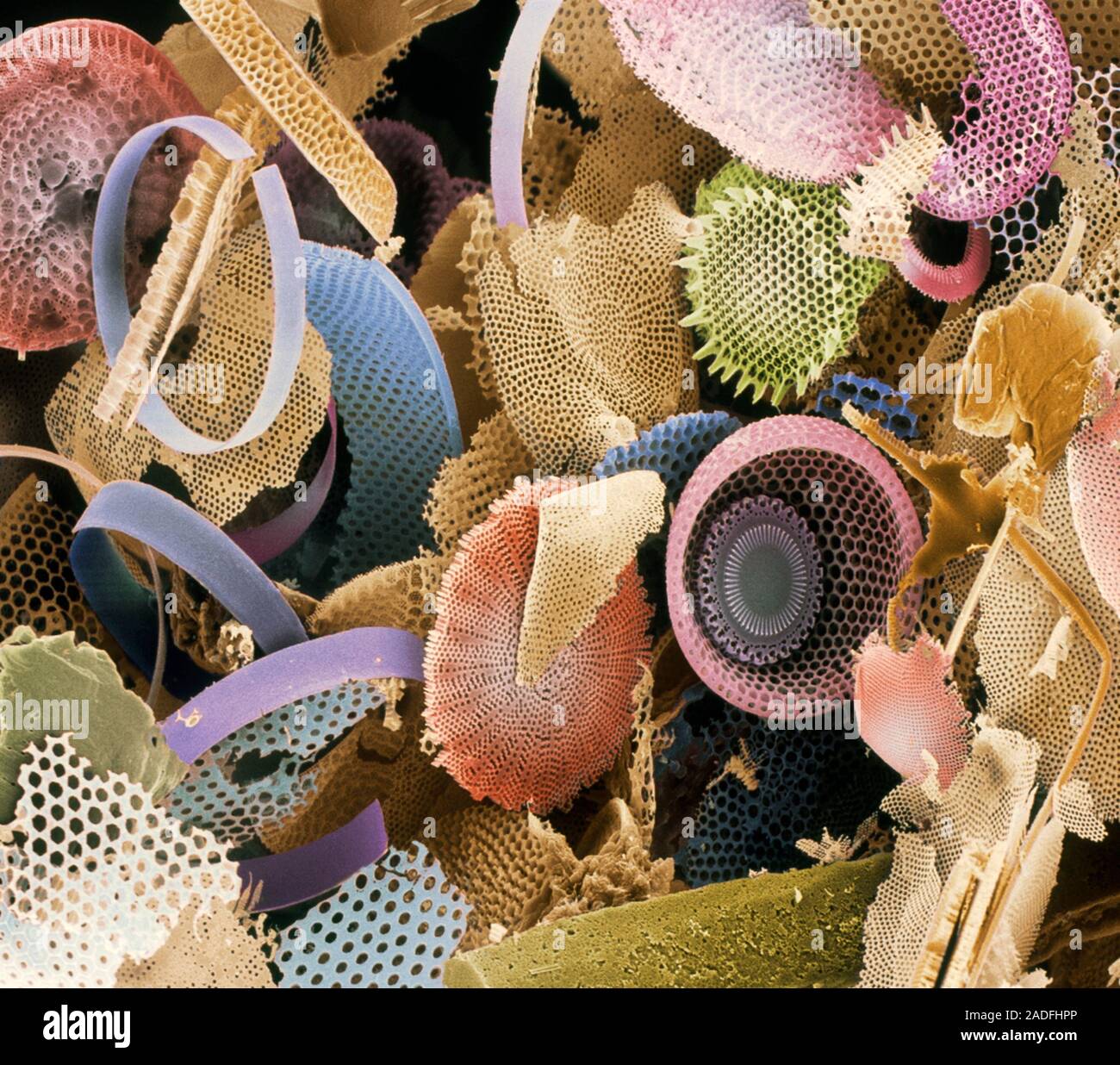 Fossil diatoms. Coloured scanning electron micrograph (SEM) of ...