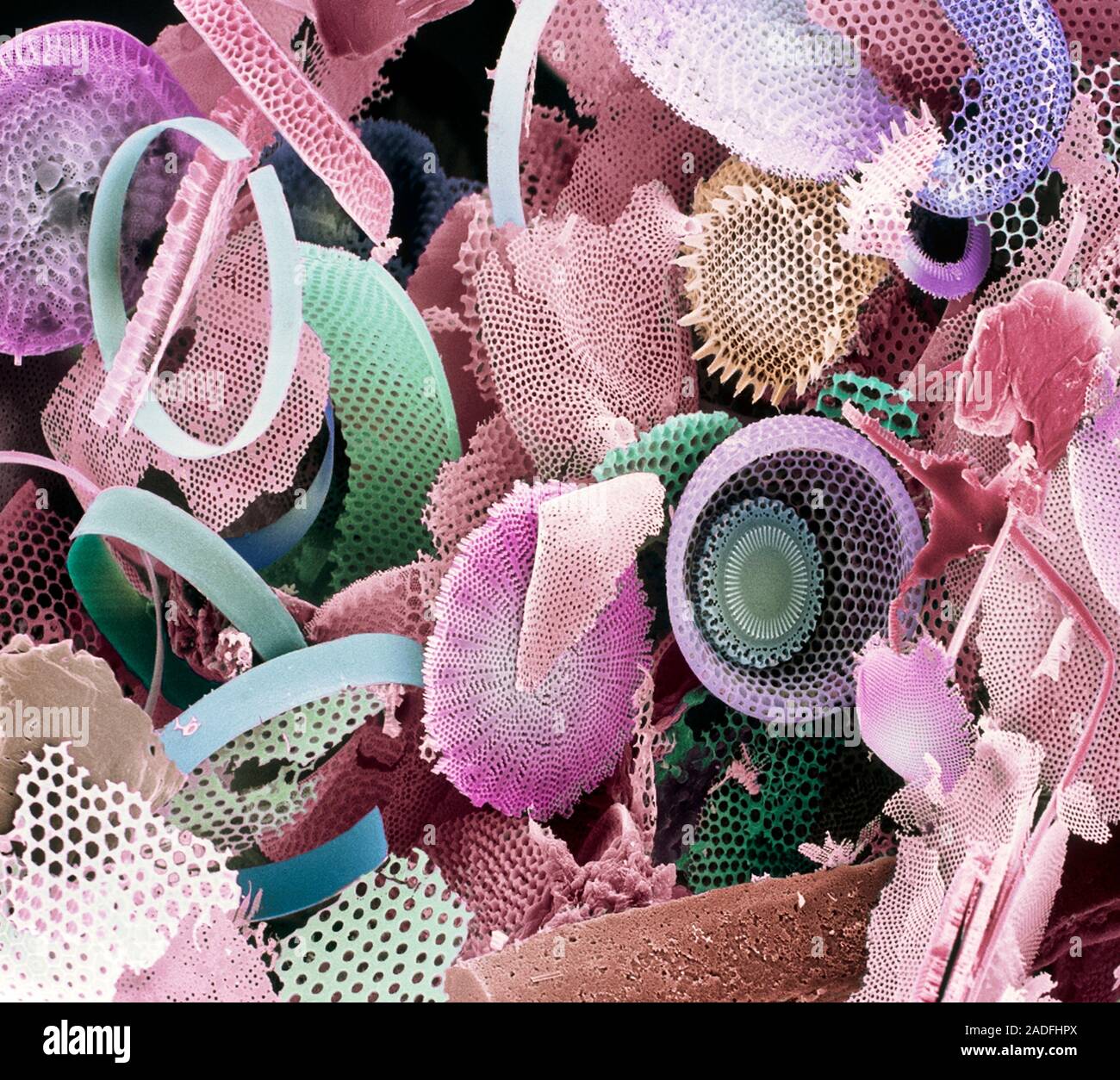 Fossil diatoms. Coloured scanning electron micrograph (SEM) of ...