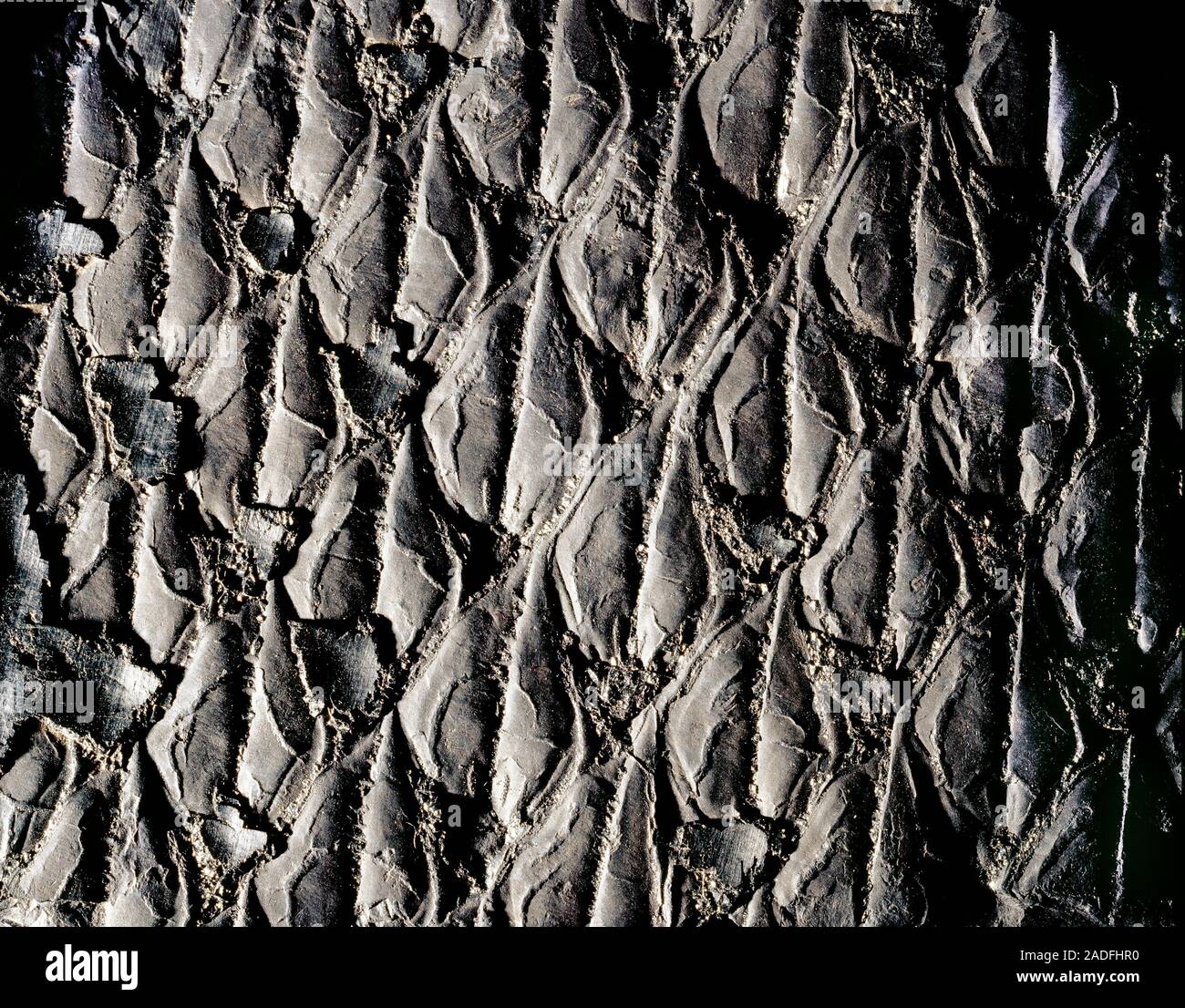 Tree bark fossil. This pattern, preserved in rock dating to the Lower ...