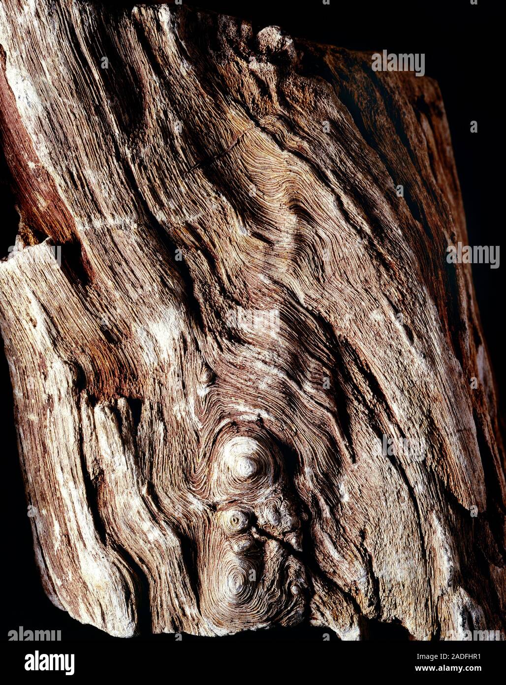 Petrified wood. Petrifaction is a term used to describe the ...