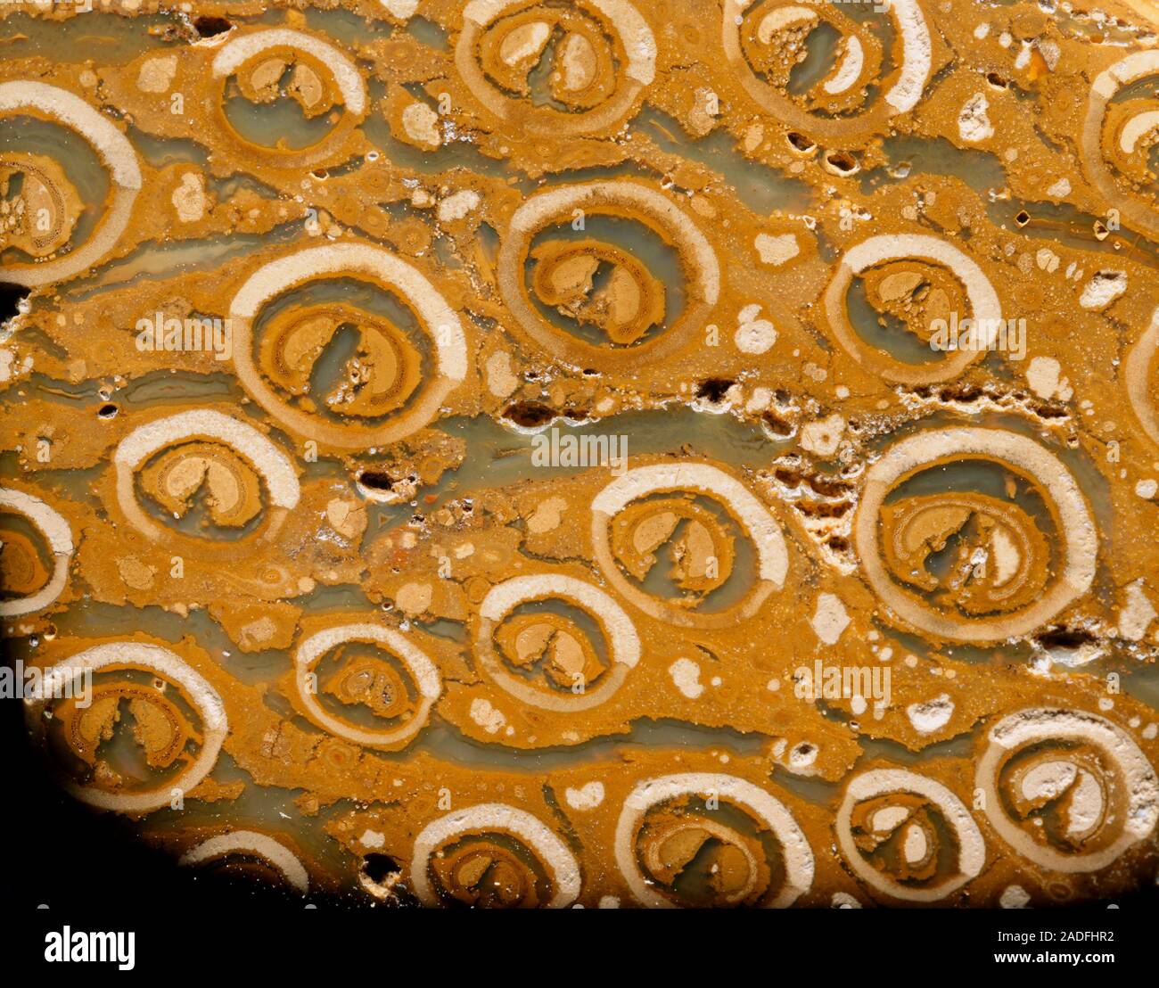 Fern stalk fossil. Surface of a pebble showing a cross-section through ...