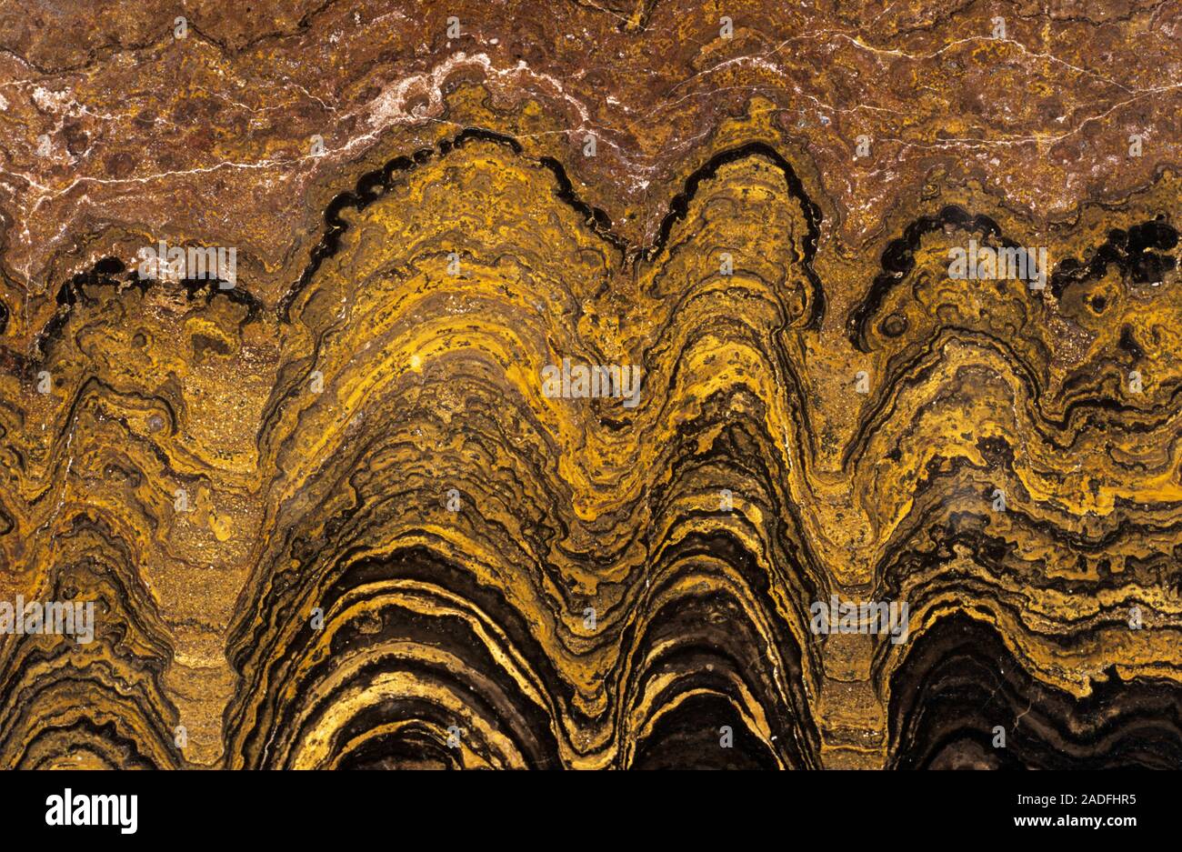 Fossil stromatolite. Section through a rock with layers of a fossilised ...