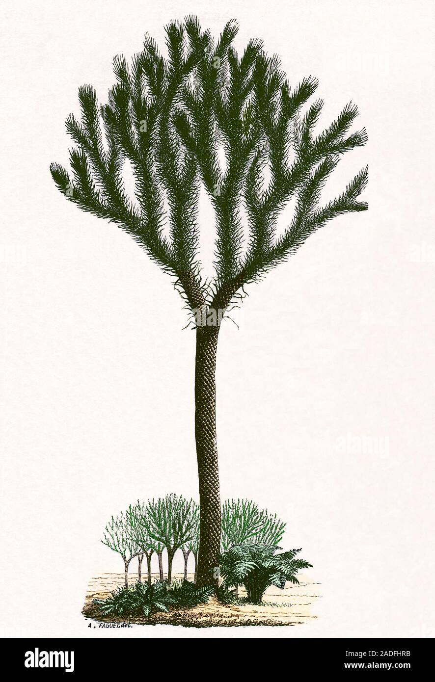 Lepidodendron sternbergii, extinct tree, artwork. This plant dates from ...