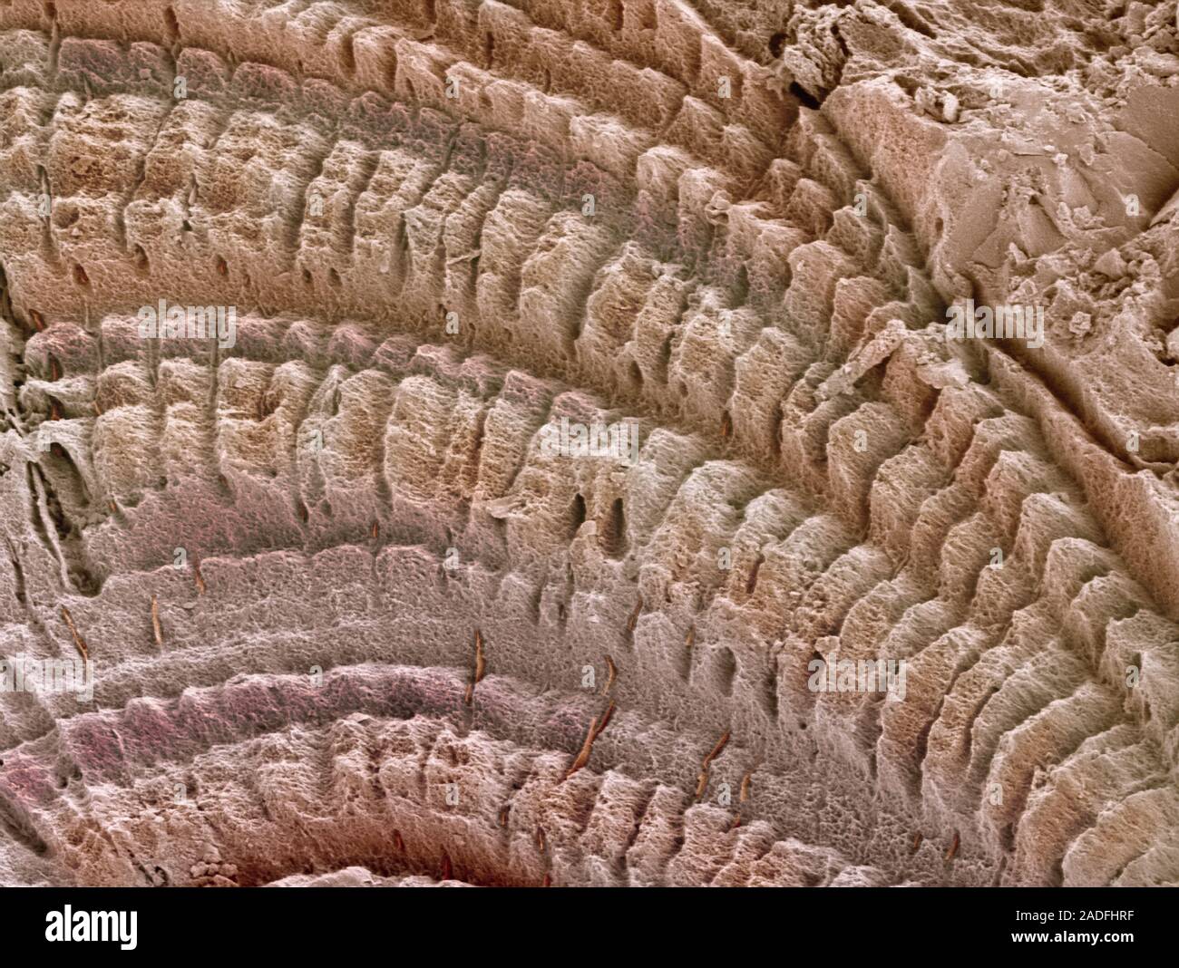 Petrified wood, coloured scanning electron micrograph (SEM ...