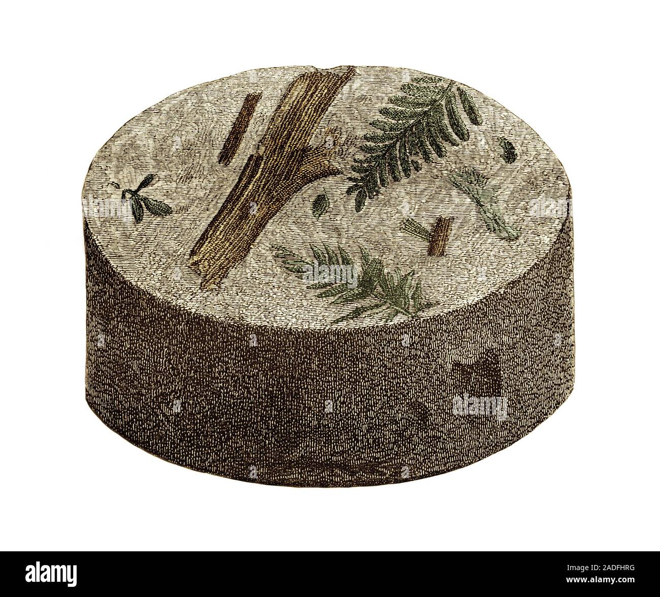 Plant fossils. Historical artwork of plant fossils in a specimen of ...