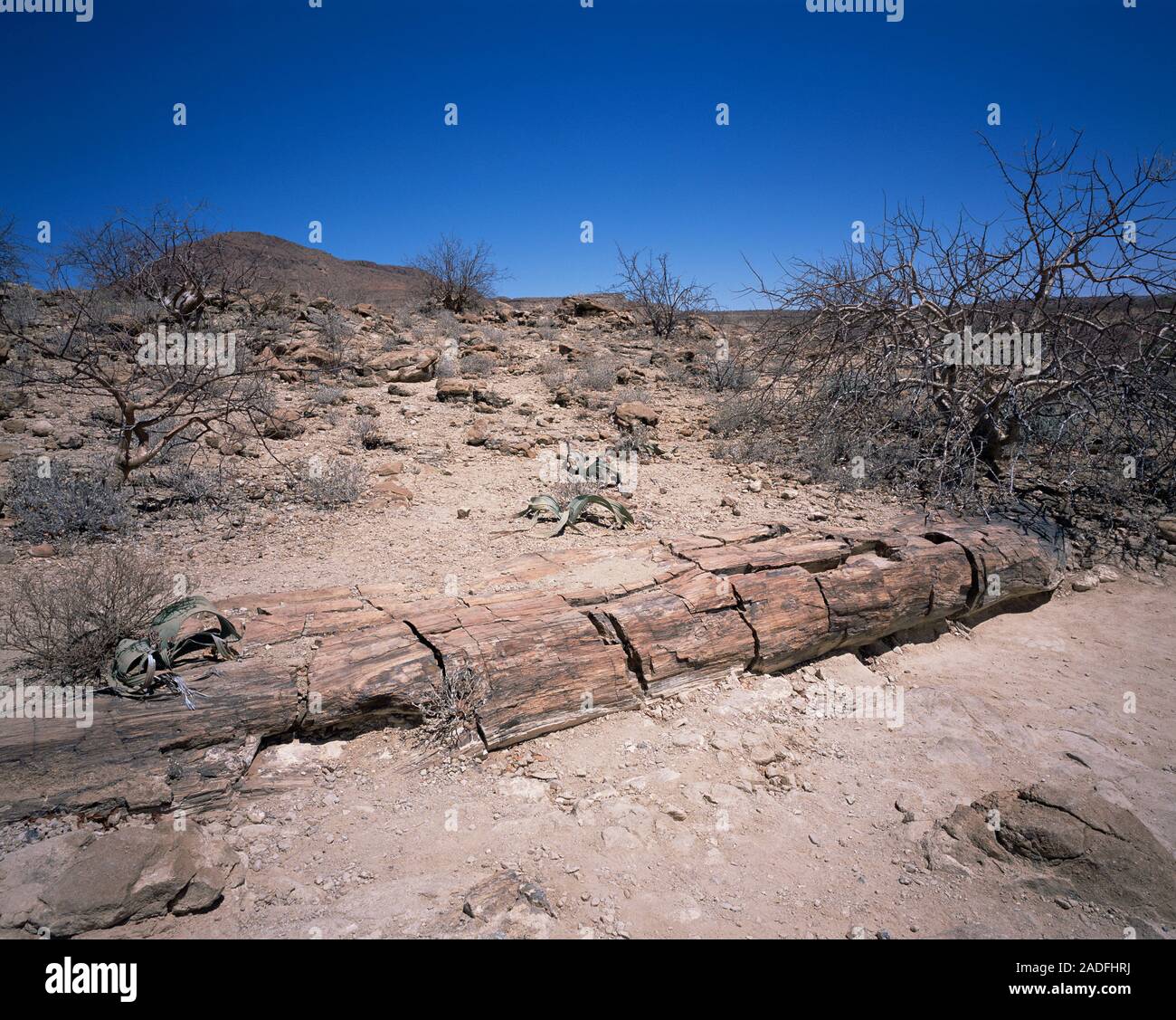 Silicified tree trunk (Dadoxylon alberi). This tree has been petrified ...