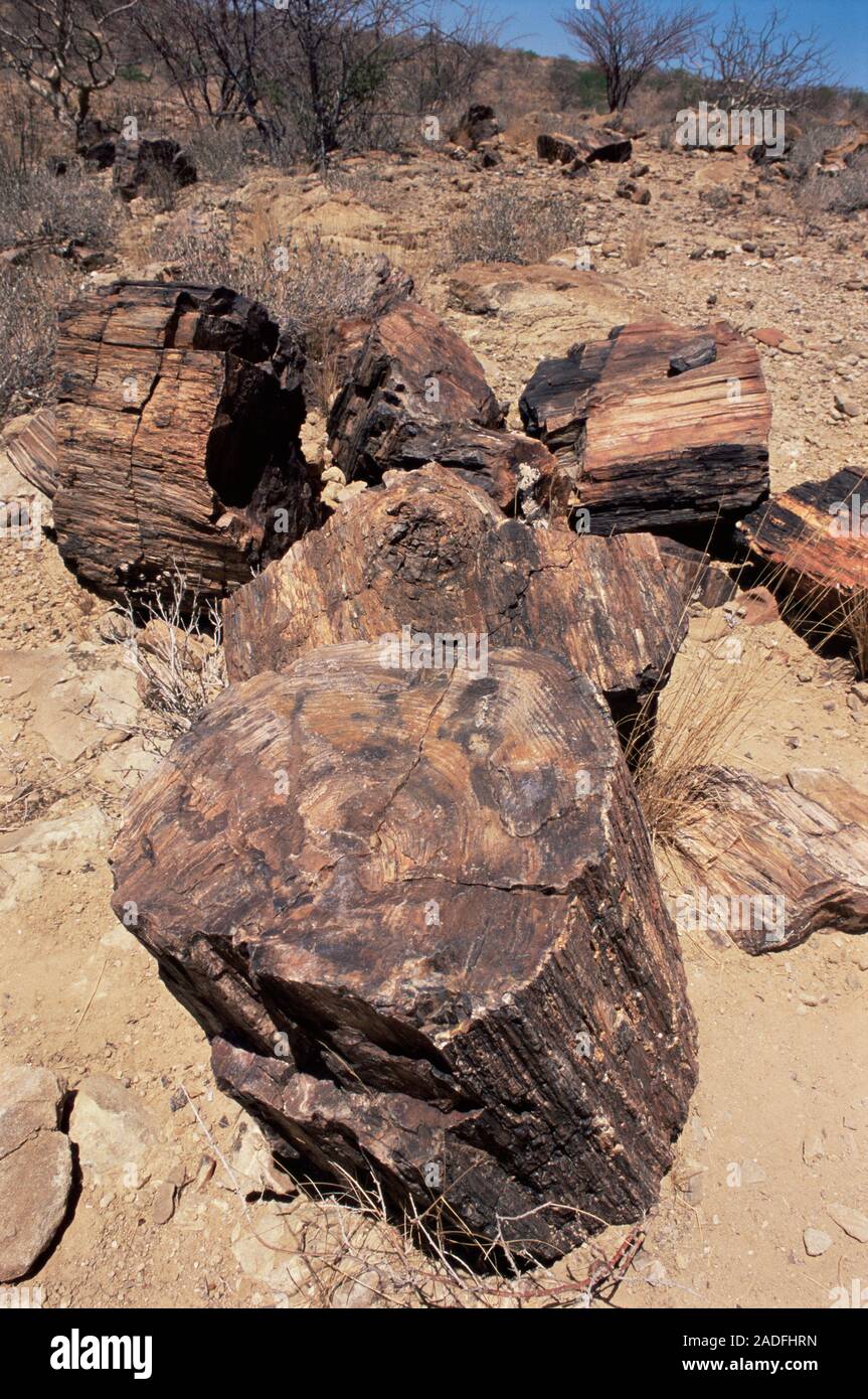 Petrified wood in a petrified forest. Petrifaction is the process by ...