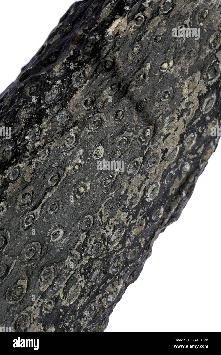 Fossilized lycopod tree root (Stigmaria sp.) from the Upper ...