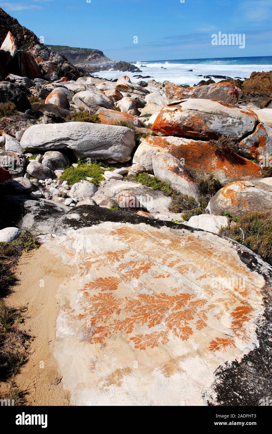 Manganese oxide. Dendritic form of manganese oxide (orange) in a ...
