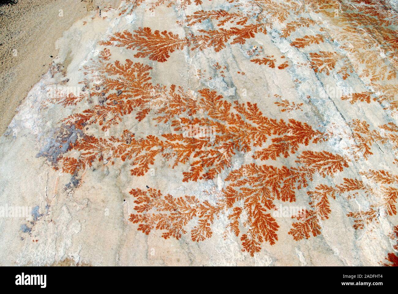 Manganese oxide. Dendritic form of manganese oxide (orange) in a ...