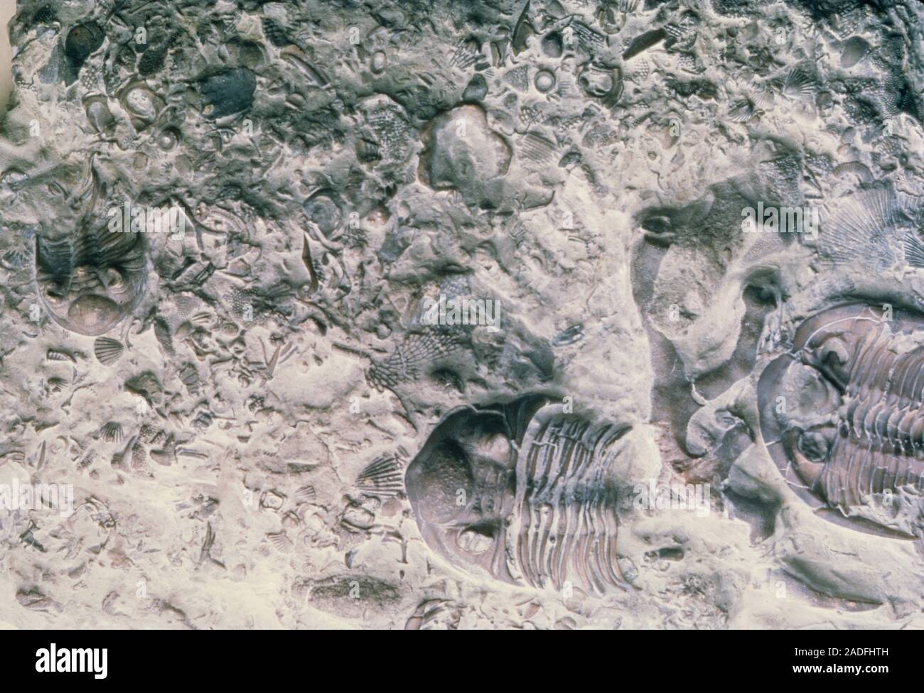 Reef limestone, showing shell debris and three dalmanites Stock Photo ...