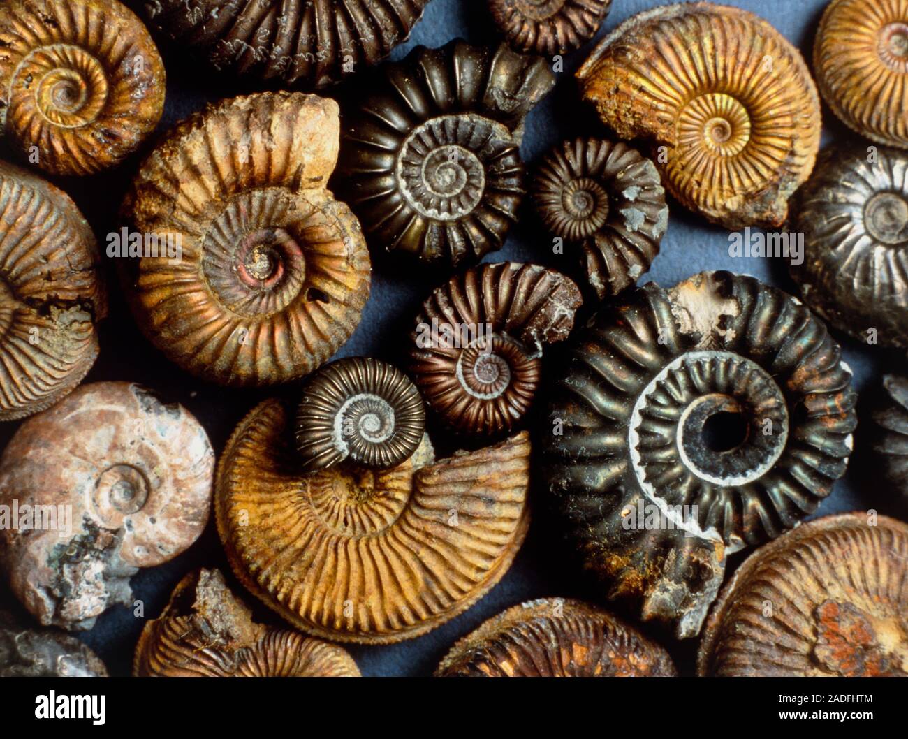 Collection of ammonites, fossil molluscs of the class Cephalopoda that ...