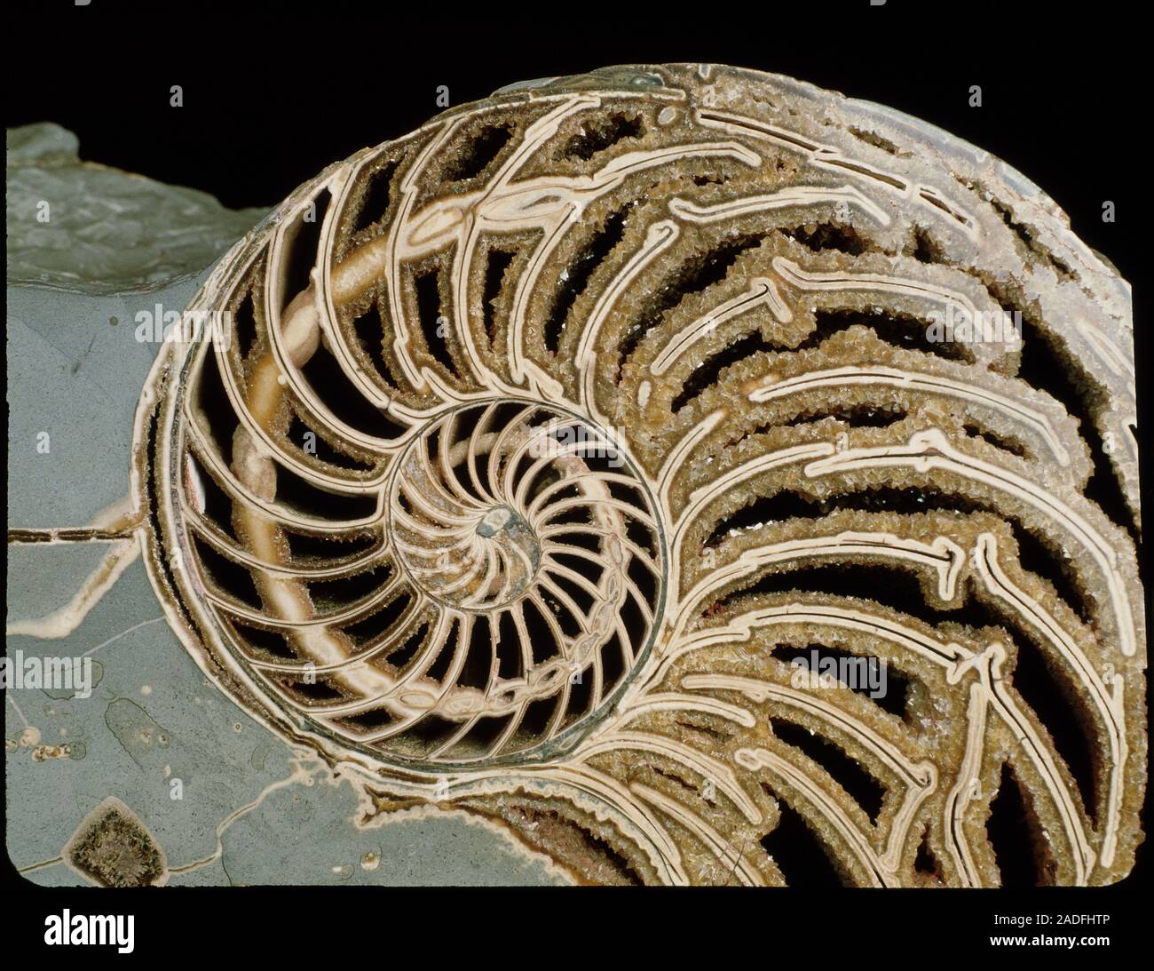 Fossilised nautilus shell, Nautilus striatus, from the lower Jurassic ...