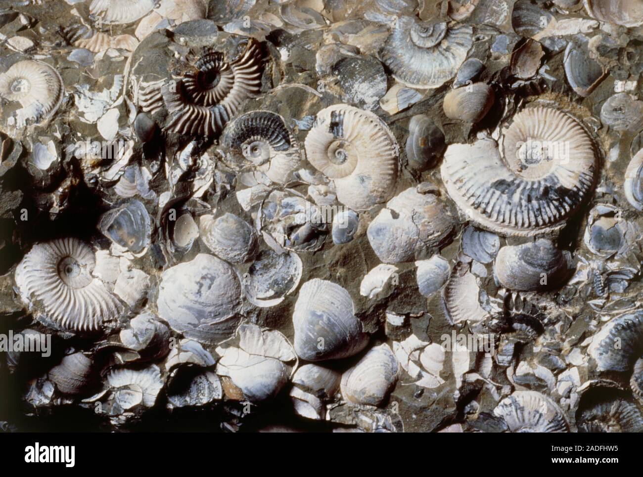 Assortment of fossilized ammonites, Amoeboceras sp. (coiled) and ...