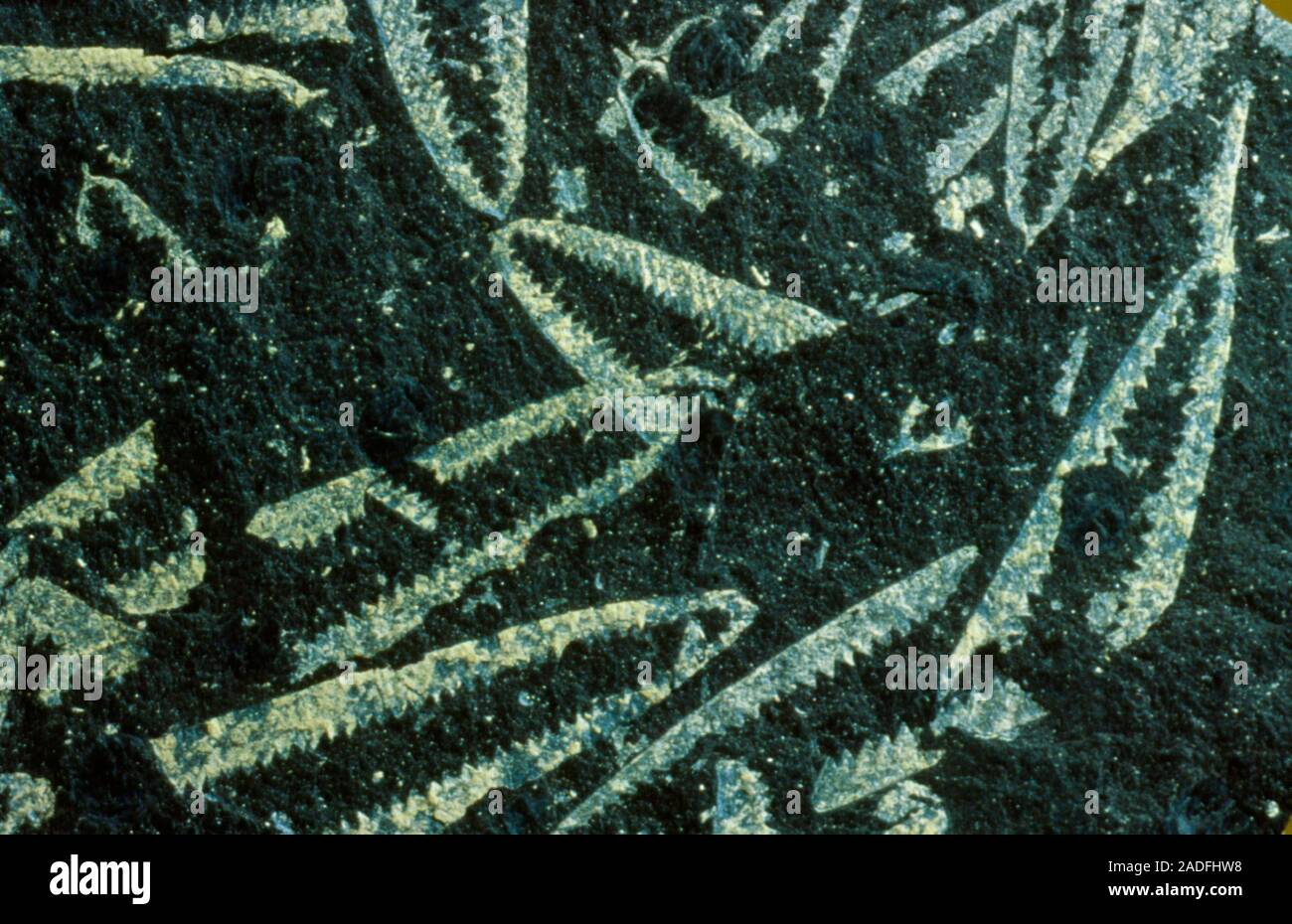 Colonies of white fossil graptolites, Didymograptus murchisoni (Beck ...