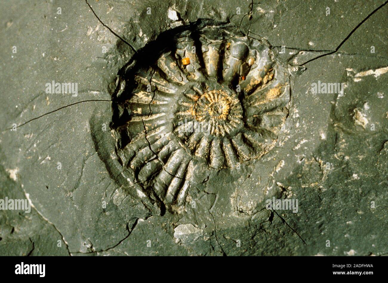 An ammonite in clay on the Dorset coast. Ammonites are an extinct class ...