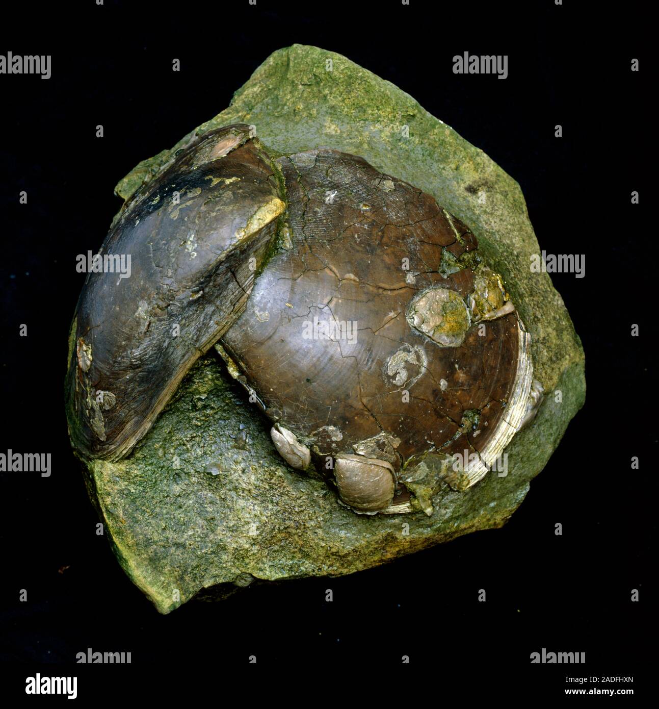 Fossil of a large, smooth-shelled, bivalve mollusc, Plagiostoma ...